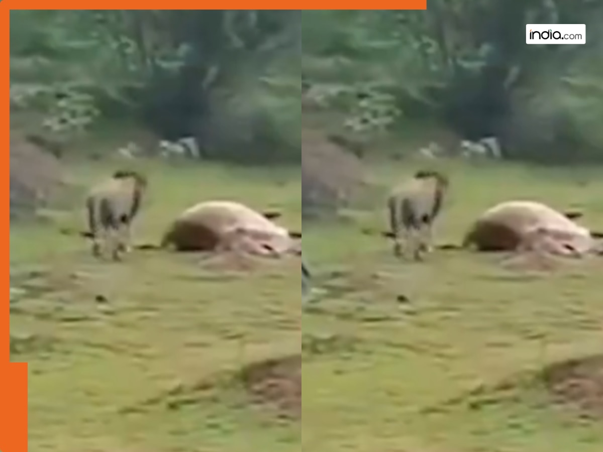 Sher Ka Video: शेर के साथ खुराफात कर रहा था शख्स, फिर आगे जो हुआ ...