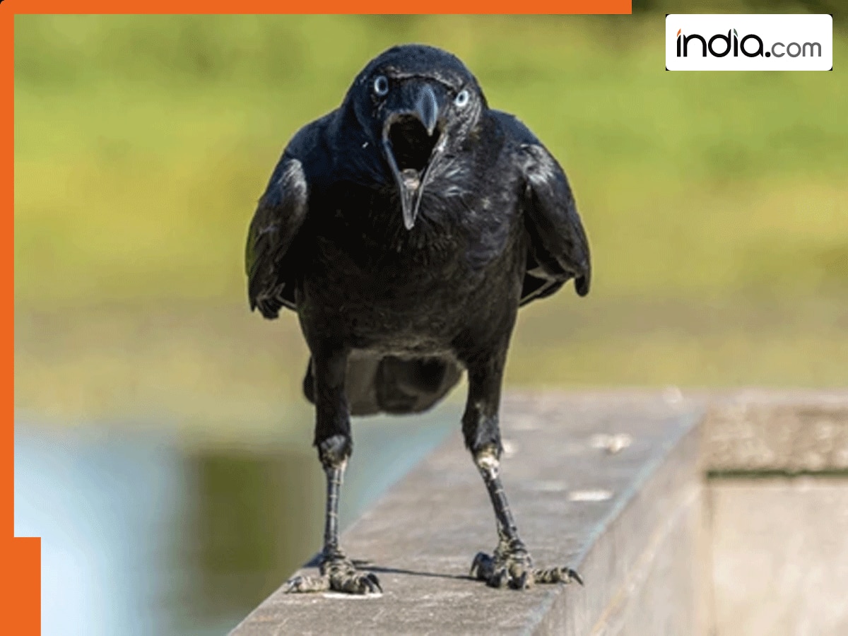 Garuda Purana: ये काम करने वाले अगले जन्म में बनते हैं कौवे! कब..क्यों ...