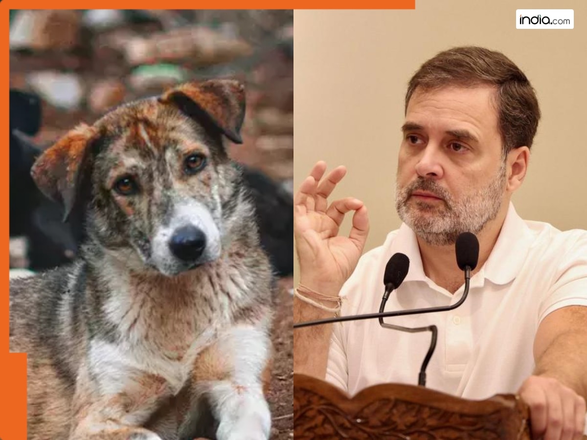 दिल्ली-NCR से आवारा कुत्तों को हटाने के सुप्रीम कोर्ट के आदेश पर राहुल गांधी ने जताई नाराजगी ...