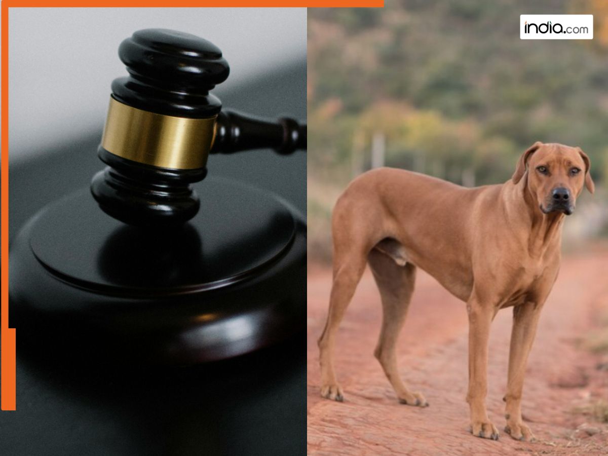 Supreme Court tweaks verdict on stray dogs in Delhi-NCR | BIG take aways