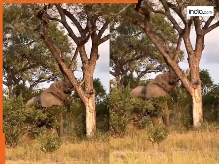 Hathi Ka Video: हाथी ने झटके में उखाड़ फेंका मजबूत पेड़, गजराज की ताकत ...