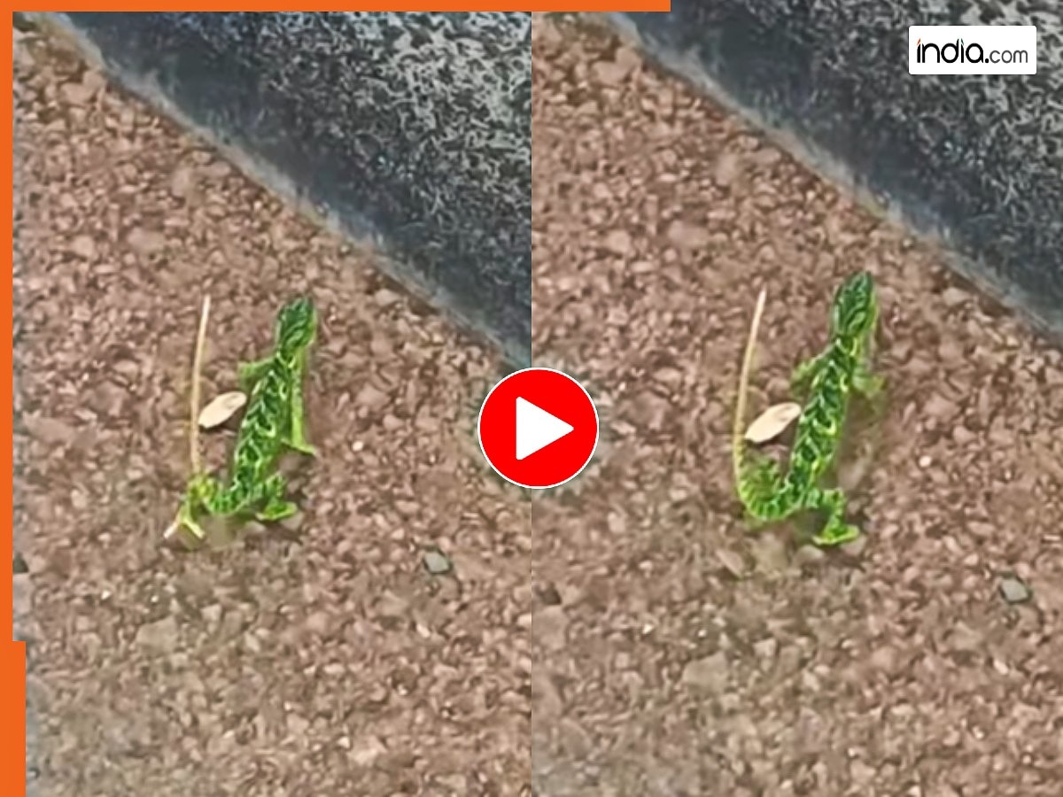 Girgit Ka Video: कैसे रंग बदलता है कोई गिरगिट, आज अपनी आंखों से लाइव ...