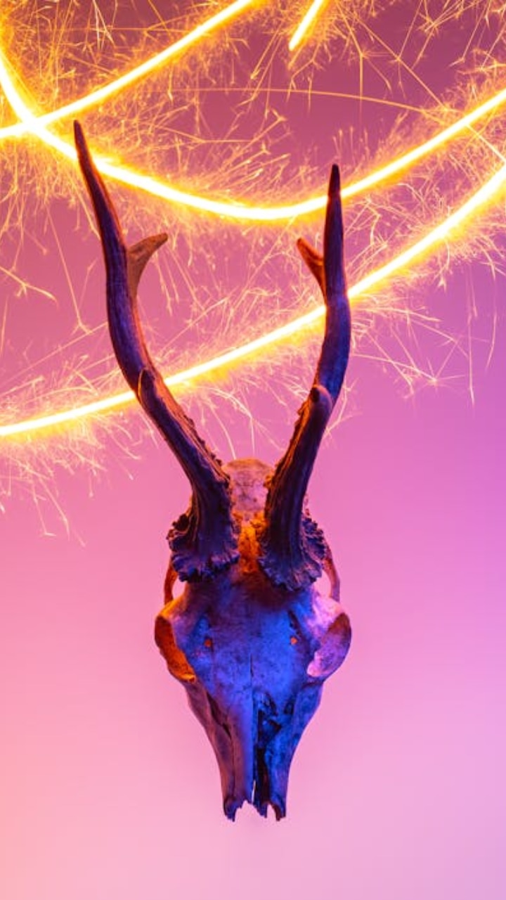 7 animals that glow in the dark