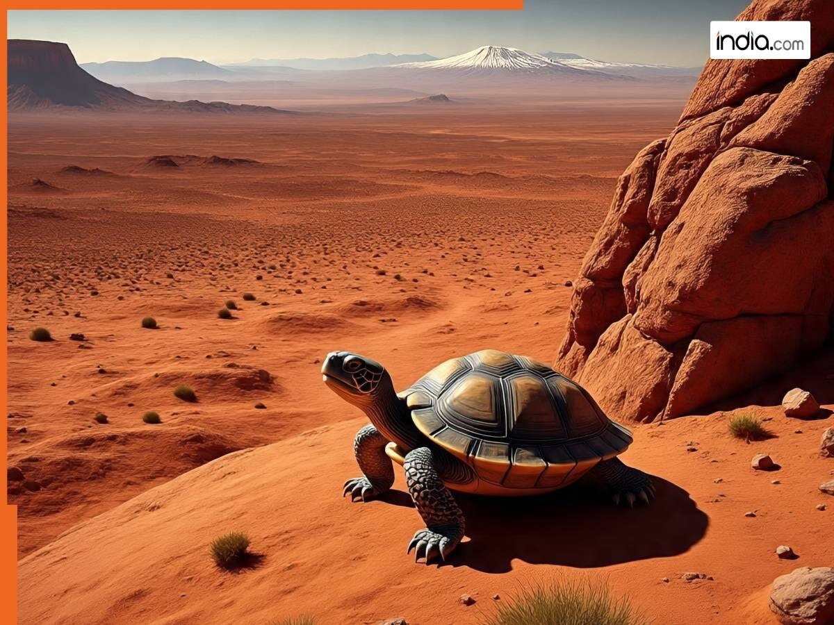 NASA की खोज ने रचा इतिहास: रोवर ने मंगल पर ली कछुए की चौंकाने वाली फोटो ...