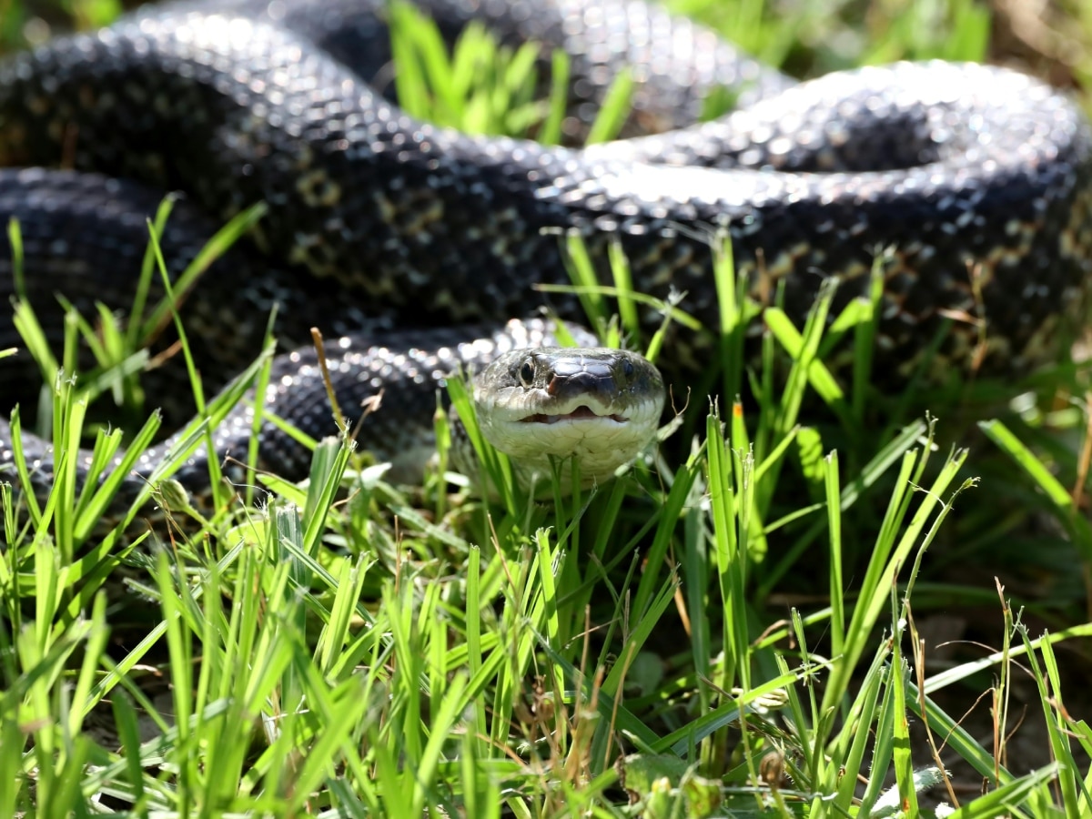 Fastest Snakes: फेरारी की स्पीड से दौड़ते हैं ये सांप! दुनिया के सबसे ...