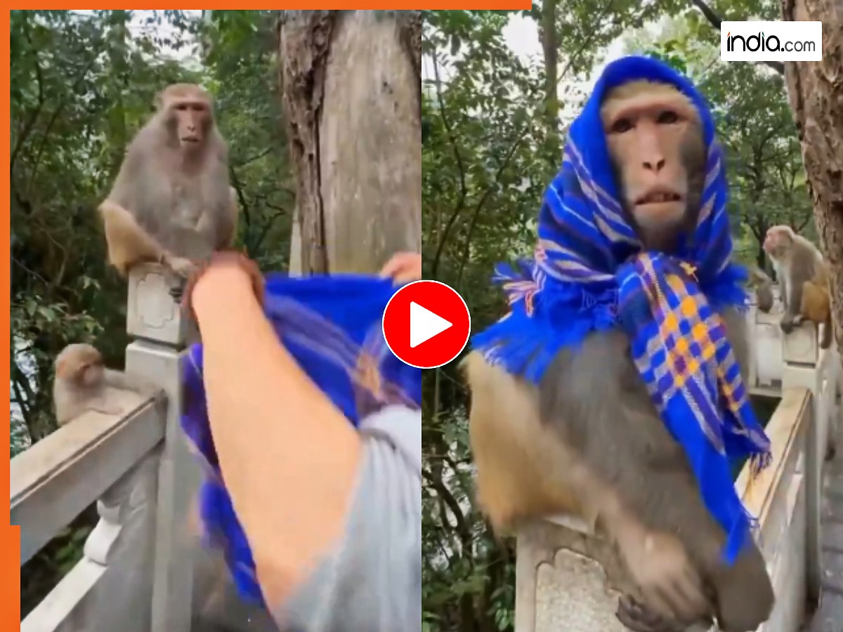 Bandar Ka Video: बैठे-बैठे कहीं खो गया बंदर, होश आते ही लगा 440 वोल्ट ...