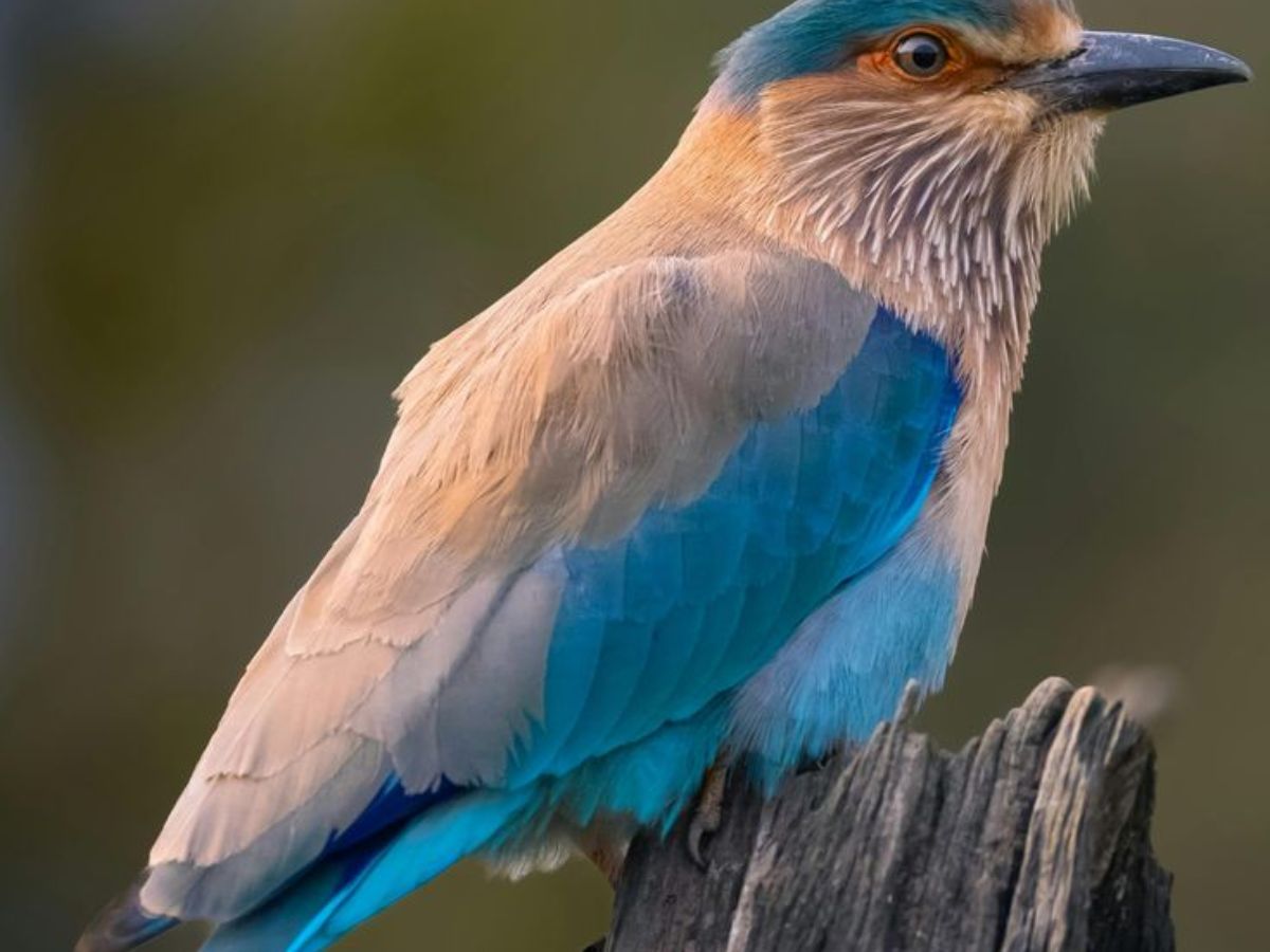 Neelkanth Bird on Dussehra: दशहरे के दिन दिख जाए ये खास पक्षी, तो समझो ...