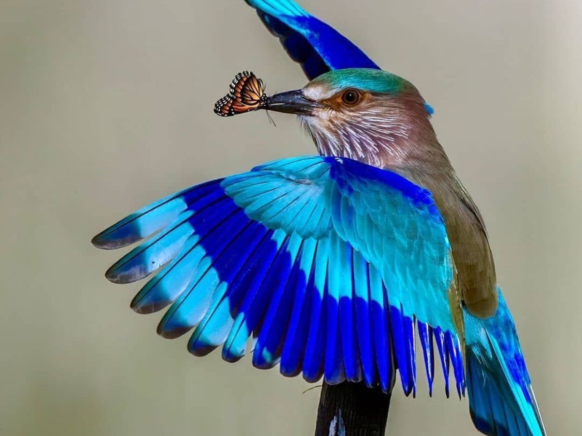 Neelkanth Bird on Dussehra: दशहरे के दिन दिख जाए ये खास पक्षी, तो समझो ...