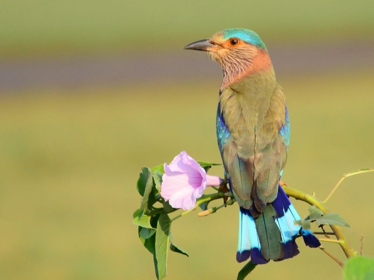 Neelkanth Bird on Dussehra: दशहरे के दिन दिख जाए ये खास पक्षी, तो समझो ...