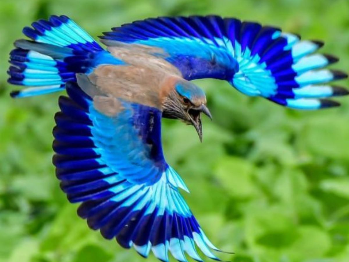 Neelkanth Bird on Dussehra: दशहरे के दिन दिख जाए ये खास पक्षी, तो समझो ...