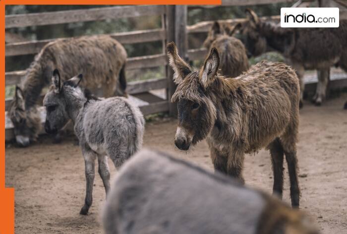 China purchases 200,000 donkeys from Pakistan for…, to open ...