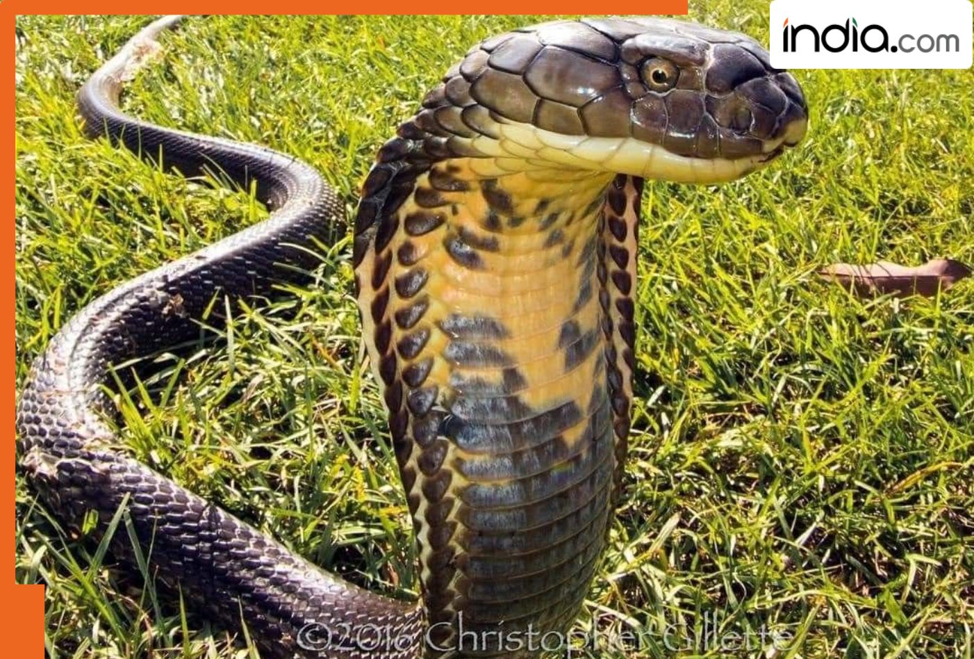 सांपों का ये सच आपको हिला देगा! इंसान के बराबर जीते हैं ये Snake! जानें ...