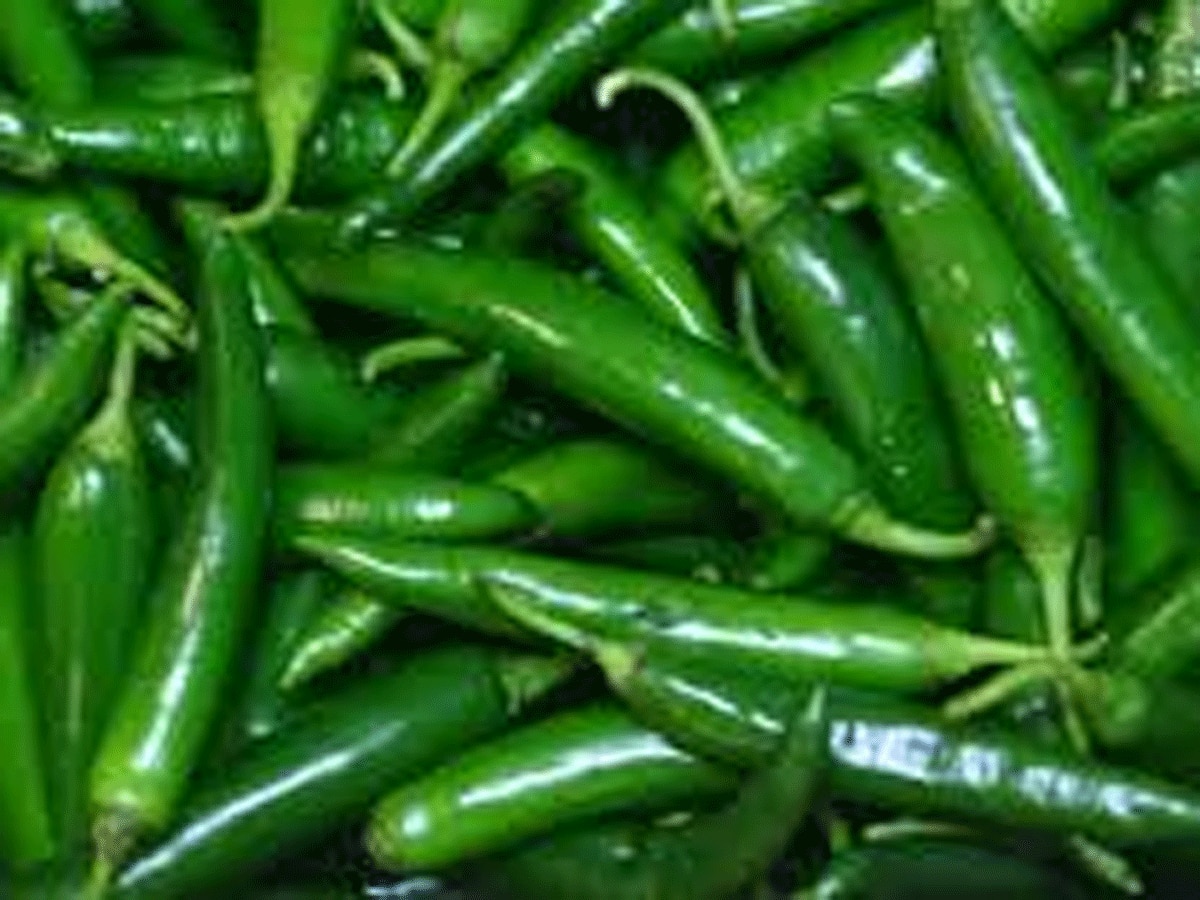 आने दो आंखों से पानी! लगने दो जीभ को कड़वी, चबा-चबा कर खा लो हरी मिर्च ...