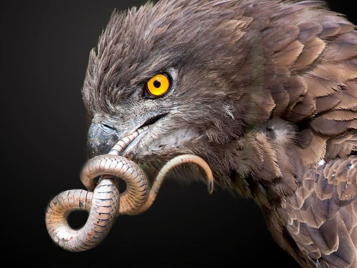 सांपों के लिए काल हैं ये पक्षी, कोबरा और ब्लैक मांबा को कच्चा चबा जाते हैं! दुनिया के सबसे ...