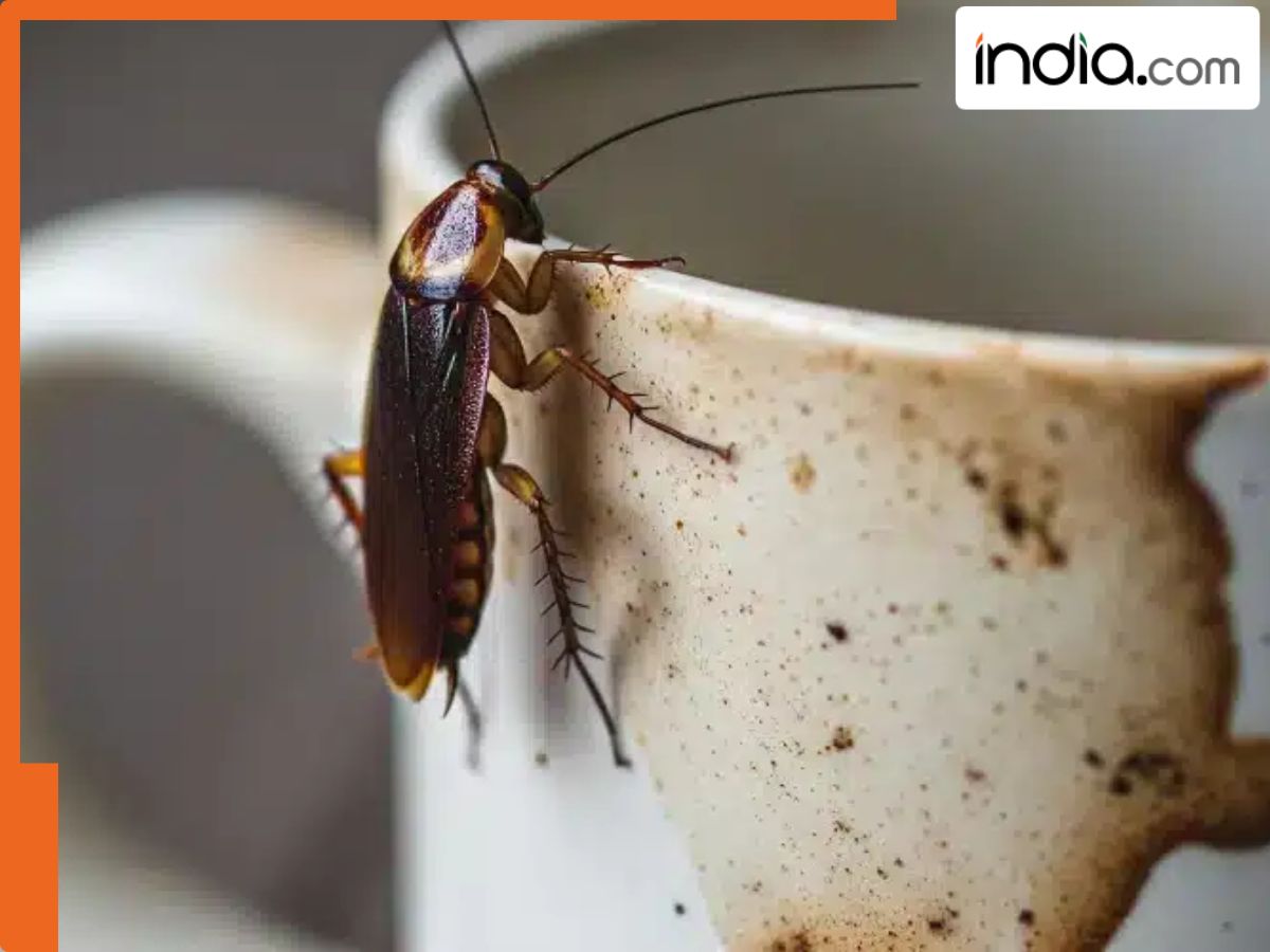 क्या हर कॉफी में होते हैं कॉकरोच? लोग मानते हैं नॉर्मल, जानें क्या है ...