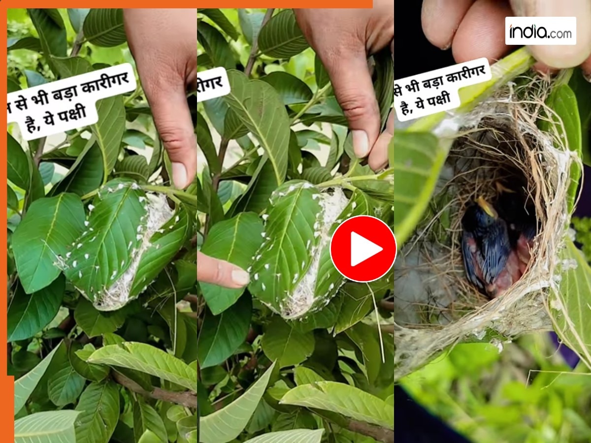 Pakshi Ka Video: इंसान से भी बड़ा कारीगर निकला ये पक्षी, बनाई ऐसी चीज ...