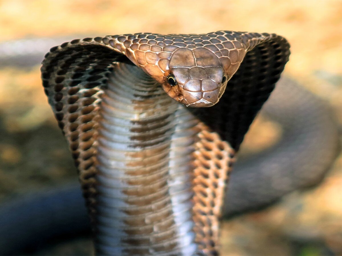 Snake Running Speed: क्या इंसानों से भी तेज दौड़ सकता है सांप, सच्चाई ...