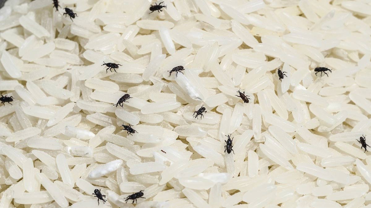 सिर्फ 1 मिनट में चावल से निकल जाएंगे सारे घुन, आजमाकर देखें हींग और ...