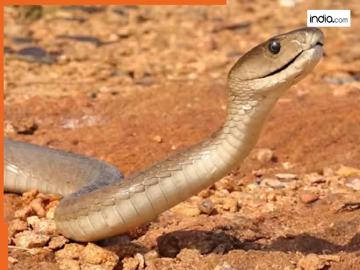 Snake Running Speed: क्या इंसानों से भी तेज दौड़ सकता है सांप, सच्चाई ...