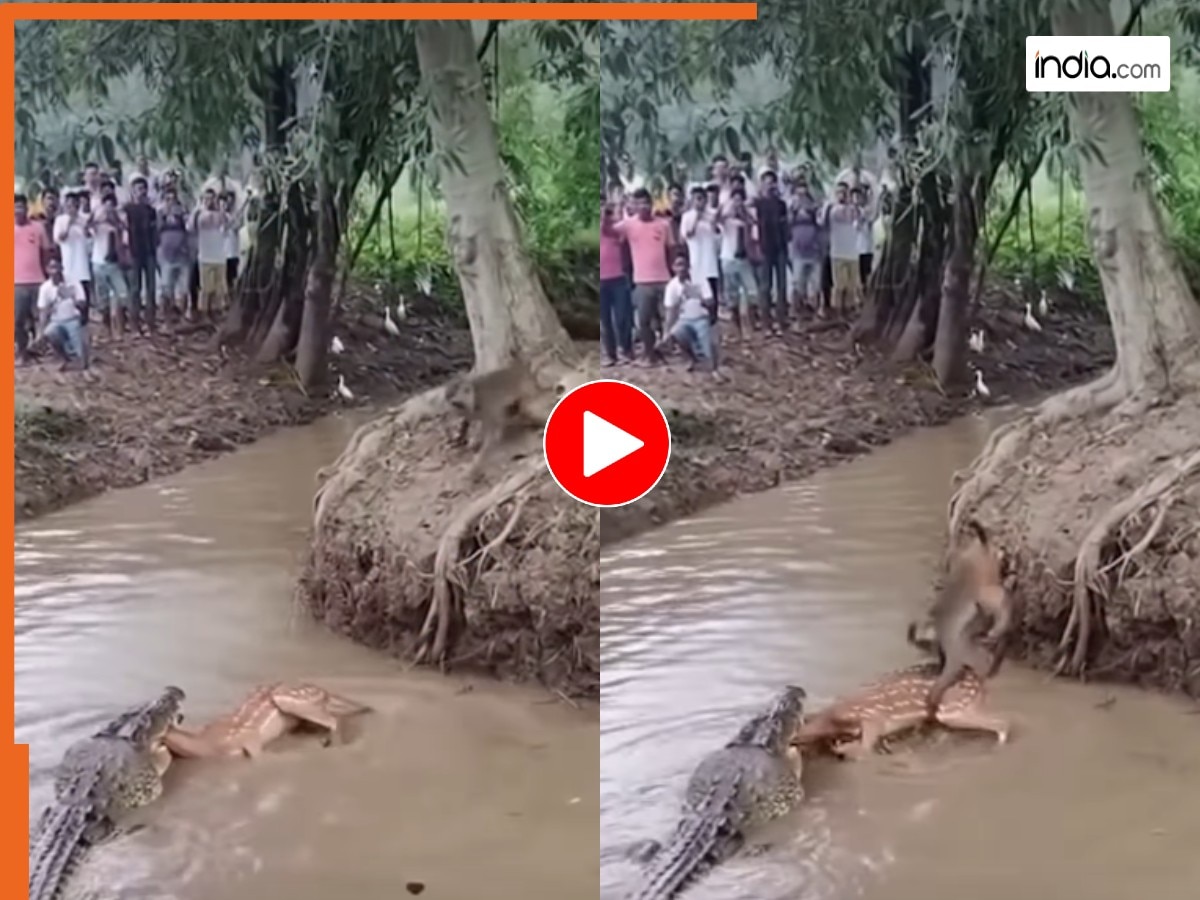 Magarmach Ka Video: हिरण को मगरमच्छ से बचाने आया बंदर, फिर जो हुआ यकीन ...