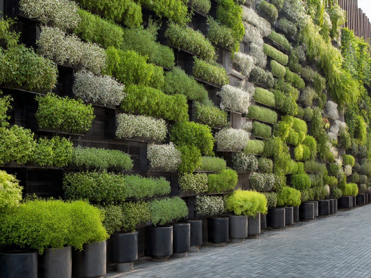 जमीन नहीं दीवारों पर होती है यहां खेती! जानिए उस देश का अनोखा तरीका ...