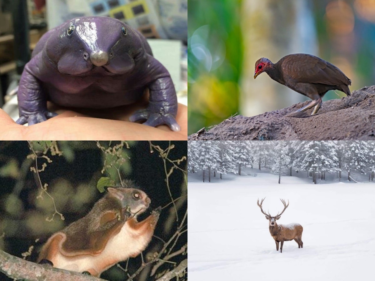 इन जानवरों को देखना तो दूर, कभी नाम भी नहीं सुना होगा, जानें पृथ्वी पर मौजूद 5 रहस्यमयी जीवों के ...