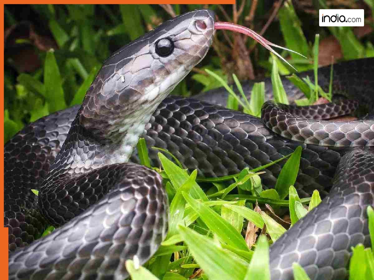 ग्रेट निकोबार के जंगलों में मिला बिना पैरों वाला ‘भेड़िया सांप’! दुनिया ...