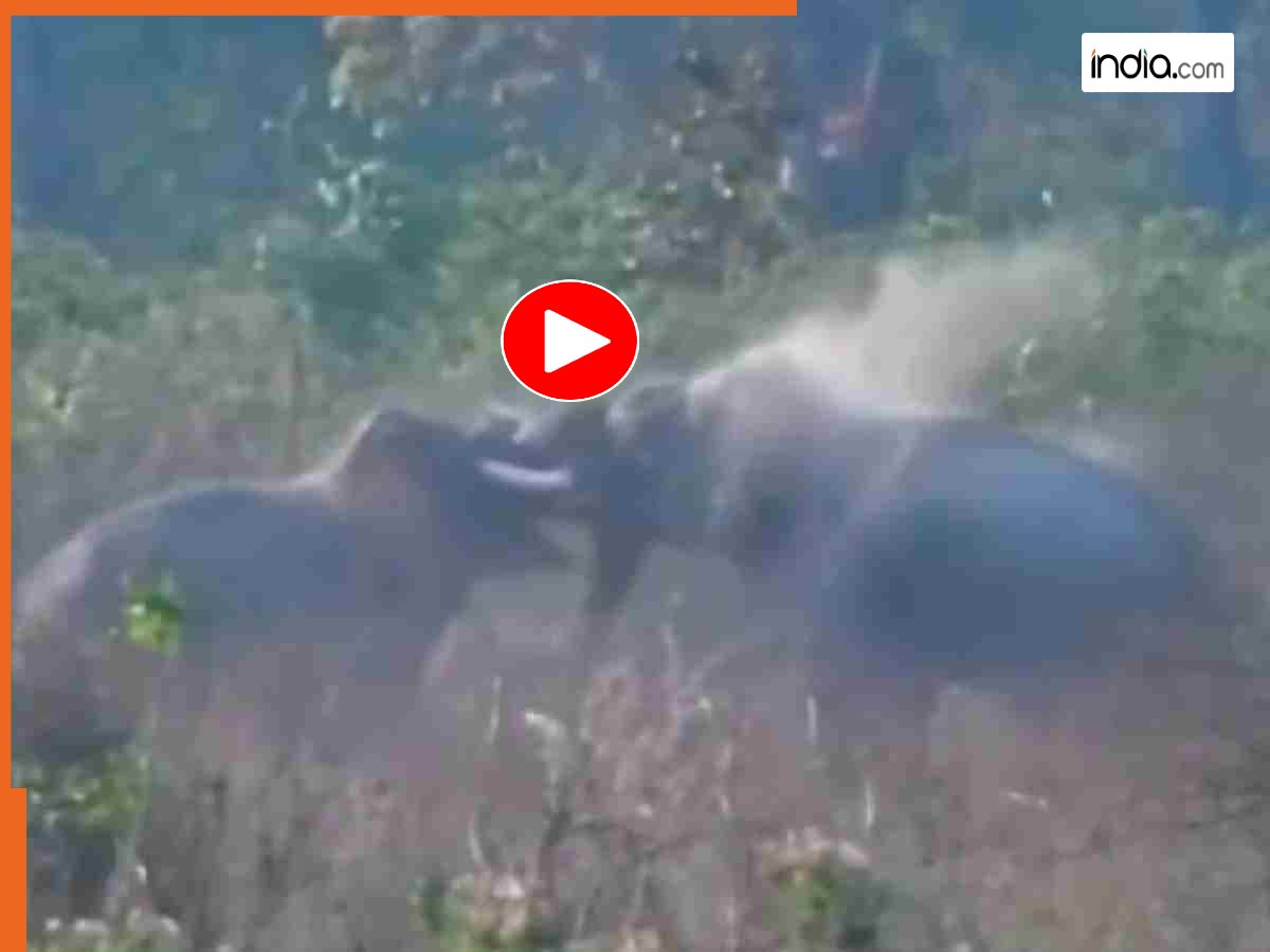Hathi Ka Video: दो हाथियों में छिड़ी खतरनाक जंग, धुआं-धुआं हुआ पूरा ...