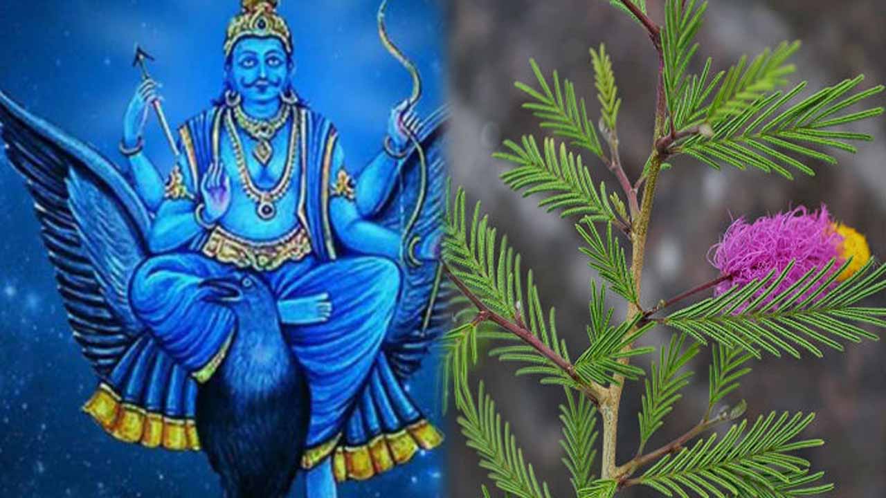 Shani Parvat In Hand: शनि रेखा हो तो इस उम्र के बाद हो जाएंगे मालामाल ...