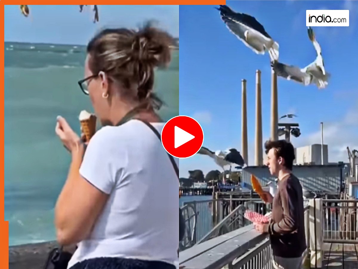 Bird Viral Video: इंसानों के हाथ से खाना छीन लेता है ये पक्षी, गोली की ...