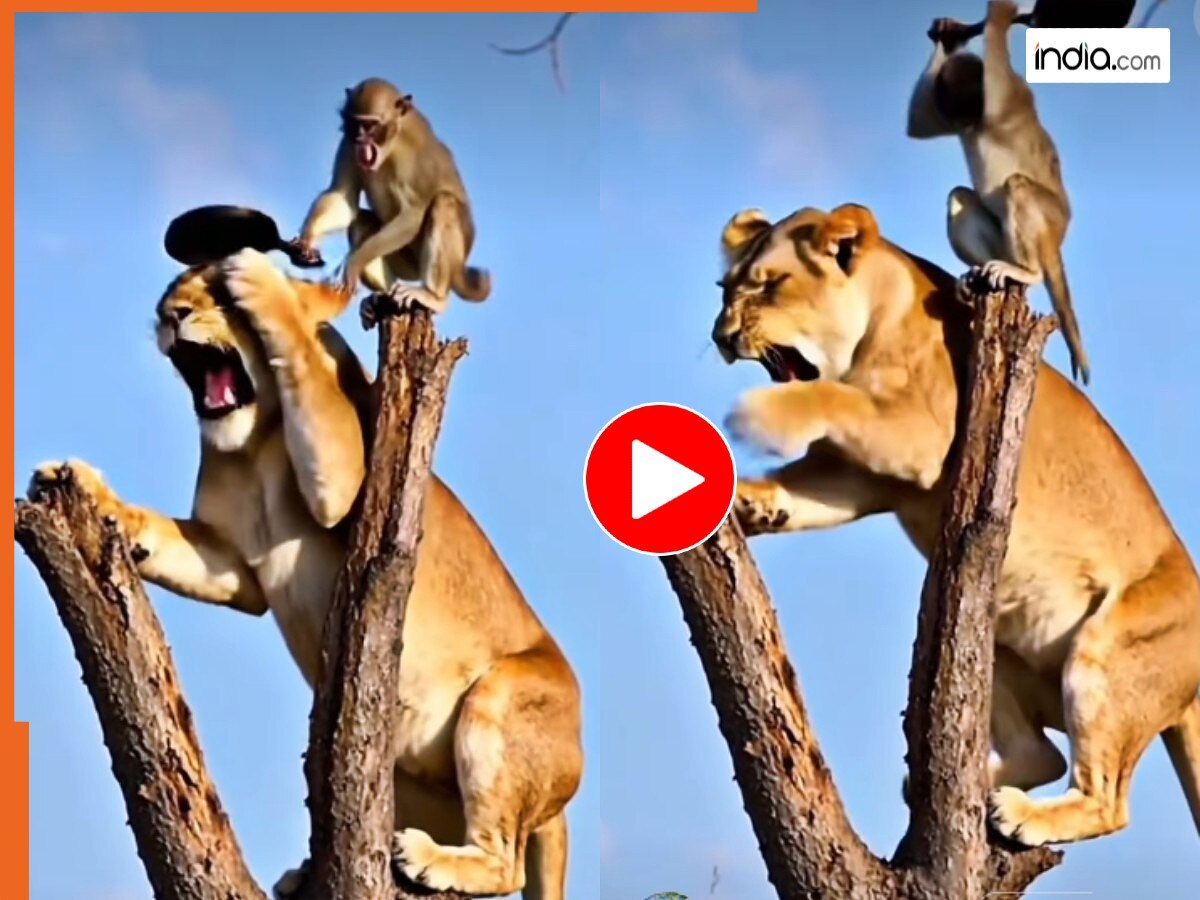 Bandar Ka Video: शेरनी को तवे से पीटने लगा बंदर, पेड़ पर चढ़ते ही कर ...