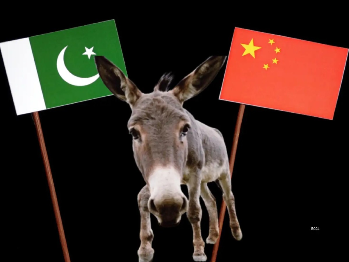 पाकिस्तान से गधे खरीदकर क्या चीज बनाने लगा चीन, जवाब सुनकर सचमुच दिमाग ...