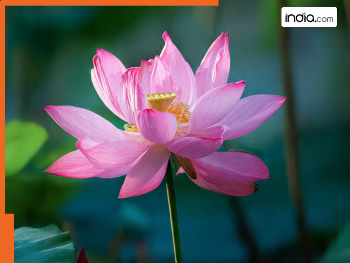 National Flower: भारत ही नहीं इस देश का भी राष्ट्रीय फूल है कमल, क्या ...