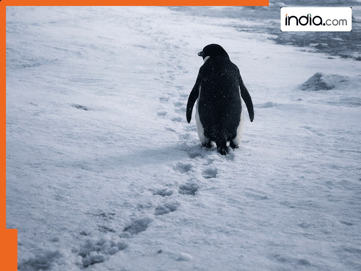 Nihilist Penguin Inside Story: अपने दोस्तों को छोड़कर अकेले मौत के सफर ...