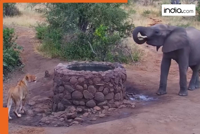It’s elephant vs lion in 'water spraying contest'; who wins? Watch the ...
