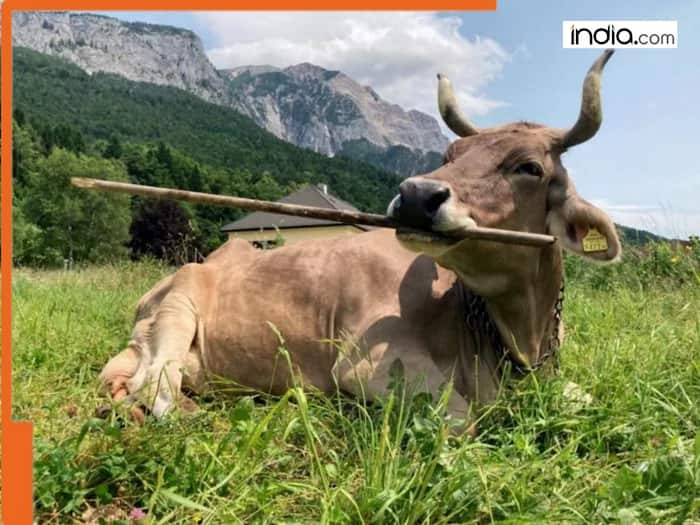 Unbelievable! Cow 'VERONIKA' uses tools like a human; Social media goes ...