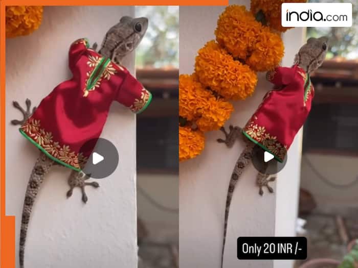 Chipkali Ka Video: कुछ नहीं मिला तो बंदे ने छिपकली की ही ड्रेस बना दी ...