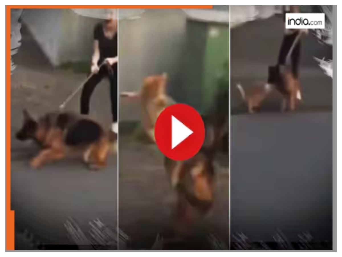 Animal Fight Video: बिल्ली को छेड़ने की गलती कर गया डॉगी, उसके बाद तो ...