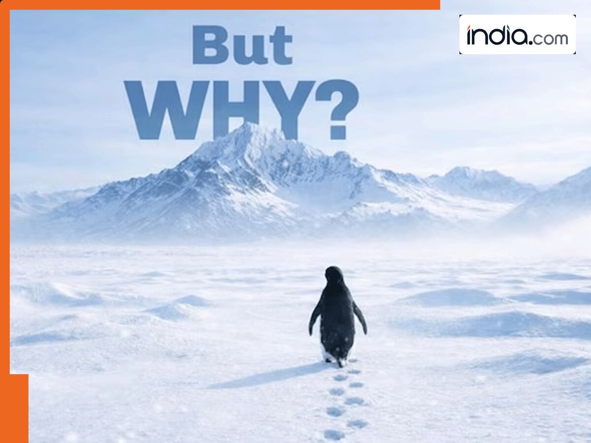 'Nihilist Penguin' को देखकर रो रहे हैं लोग? क्या इनका भी टूटता है दिल ...