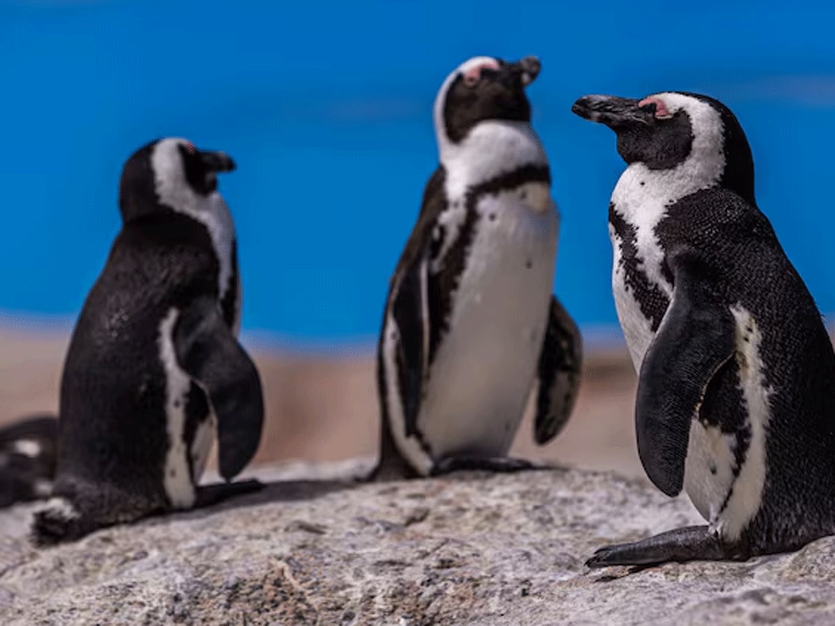 Nihilist Penguin Inside Story: अपने दोस्तों को छोड़कर अकेले मौत के सफर ...