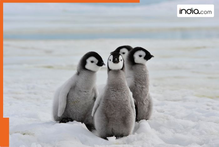 Penguins gift 'fish' to scientist for saving 4 penguin chicks ...
