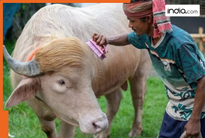 Bakra Eid 2026: Bangladesh's viral 'Donald Trump' buffalo ready for ...