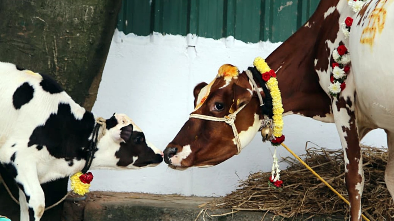Madras HC bans cow slaughter, says cow sacrifice not essential to Bakrid