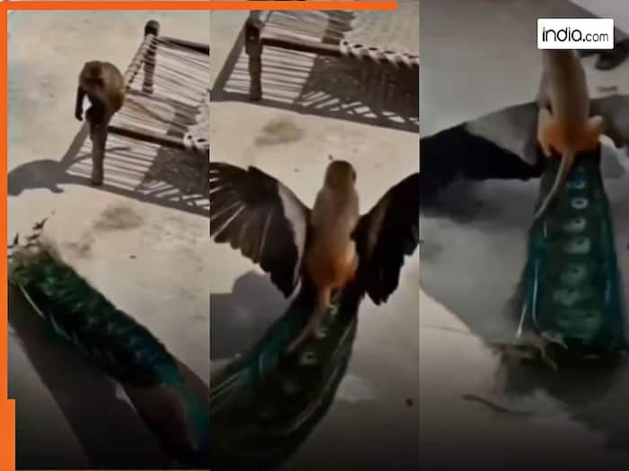 Bandar Ka Video: उछलकर मोर की पीठ पर बैठ गया बंदर, फिर जो दिखा नजरें ...