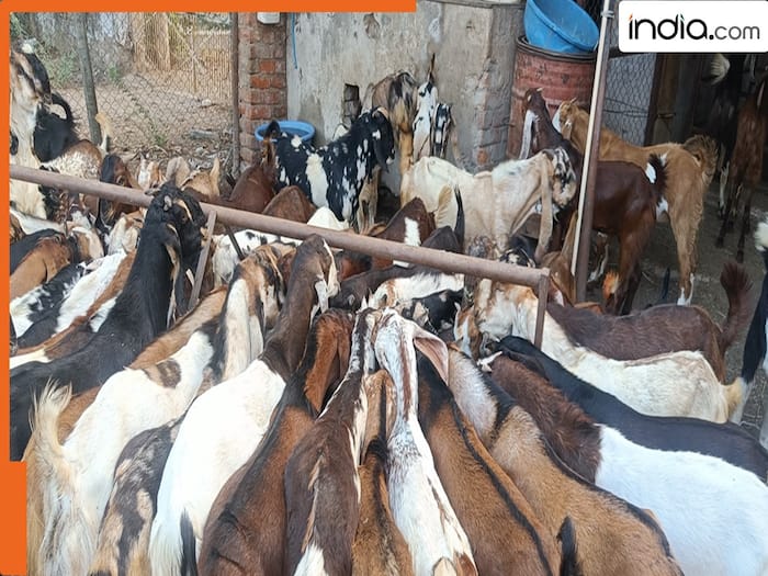 Bakrid Date Confusion: भारत में कब है बकरीद? 27 या 28 मई? चांद न दिखने ...