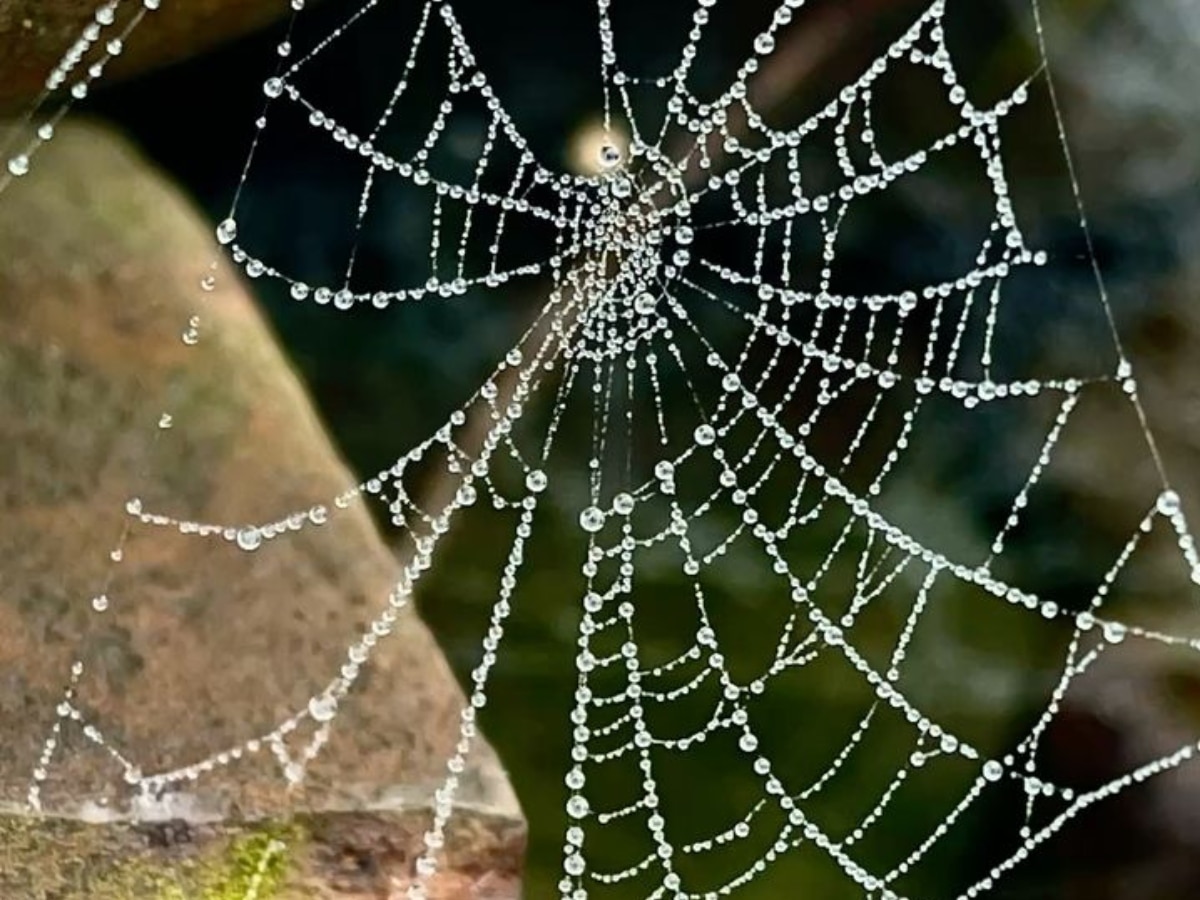 remove spider webs, Lemon juice