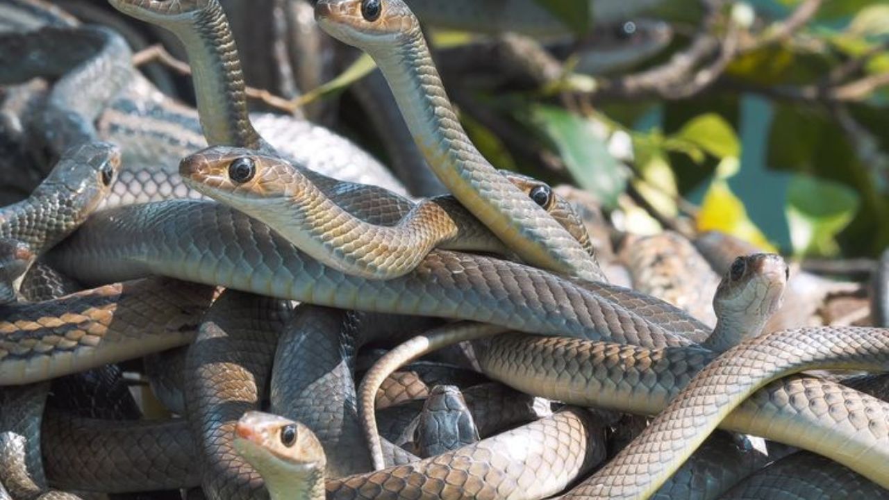 Snake Mystery: हमेशा से ऐसे नहीं थे दुनिया के सांप…आखिर क्यों और कैसे ...
