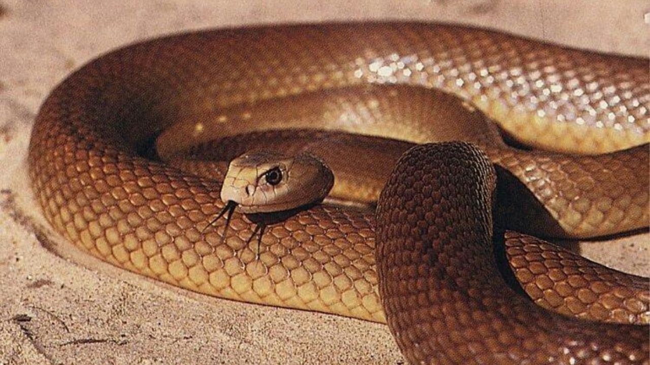Snake Mystery: हमेशा से ऐसे नहीं थे दुनिया के सांप…आखिर क्यों और कैसे ...