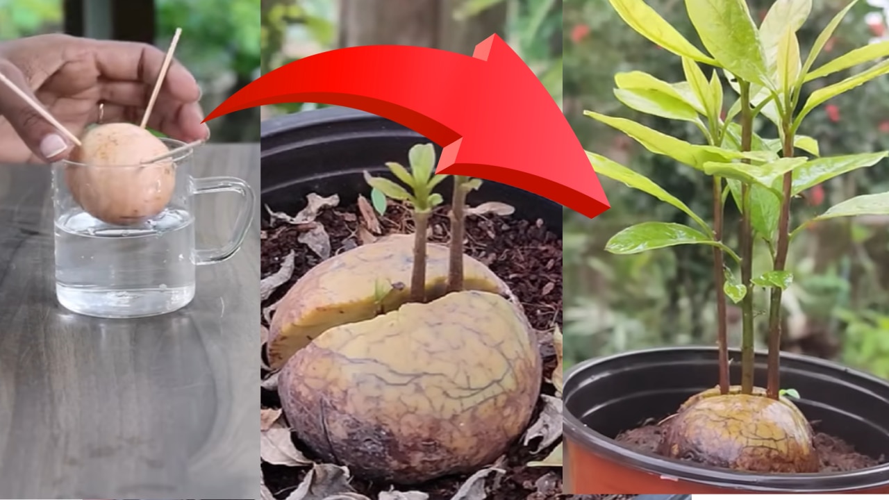 महंगा Avocado खरीदना छोड़िए! 1 बीज से घर की बालकनी में ही उगाएं फलदार ...