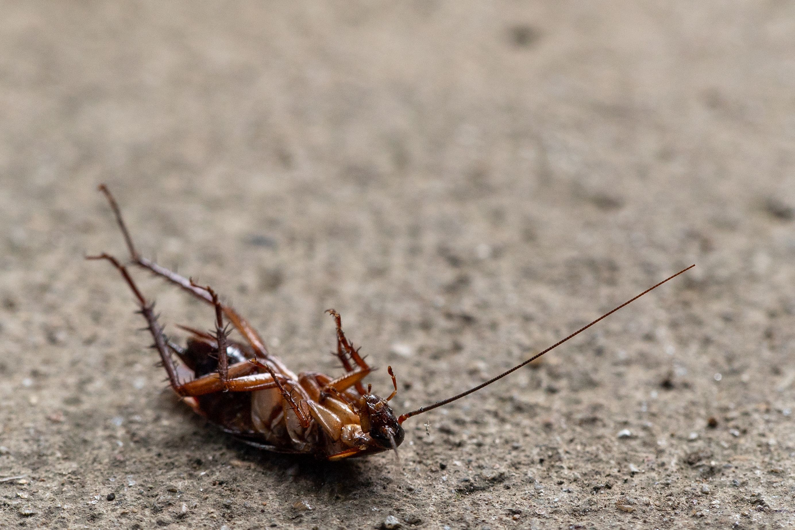 क्या सच में शराबी होते हैं Cockroach? Beer पीना करते हैं बेहद पसंद ...